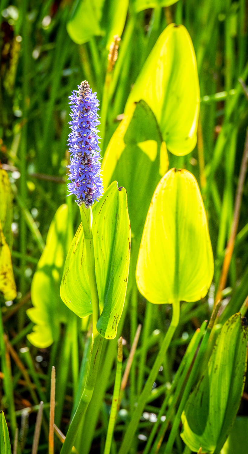 Pickerel Weed (Pontederia cordata)