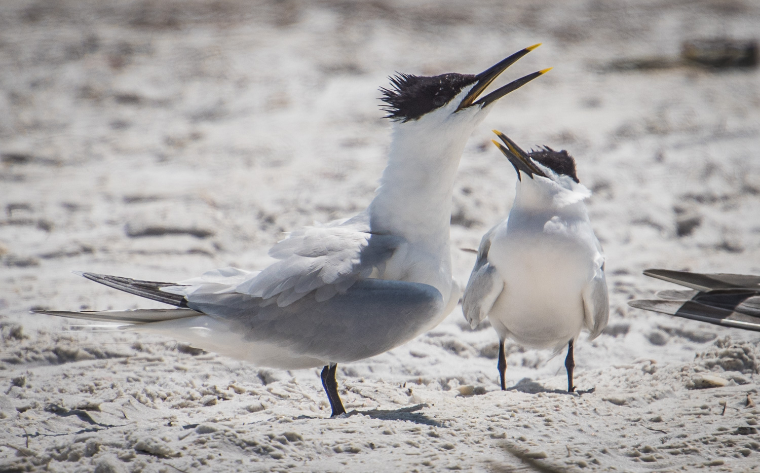 Sandwich Tern (Thalasseus sandvicensis)