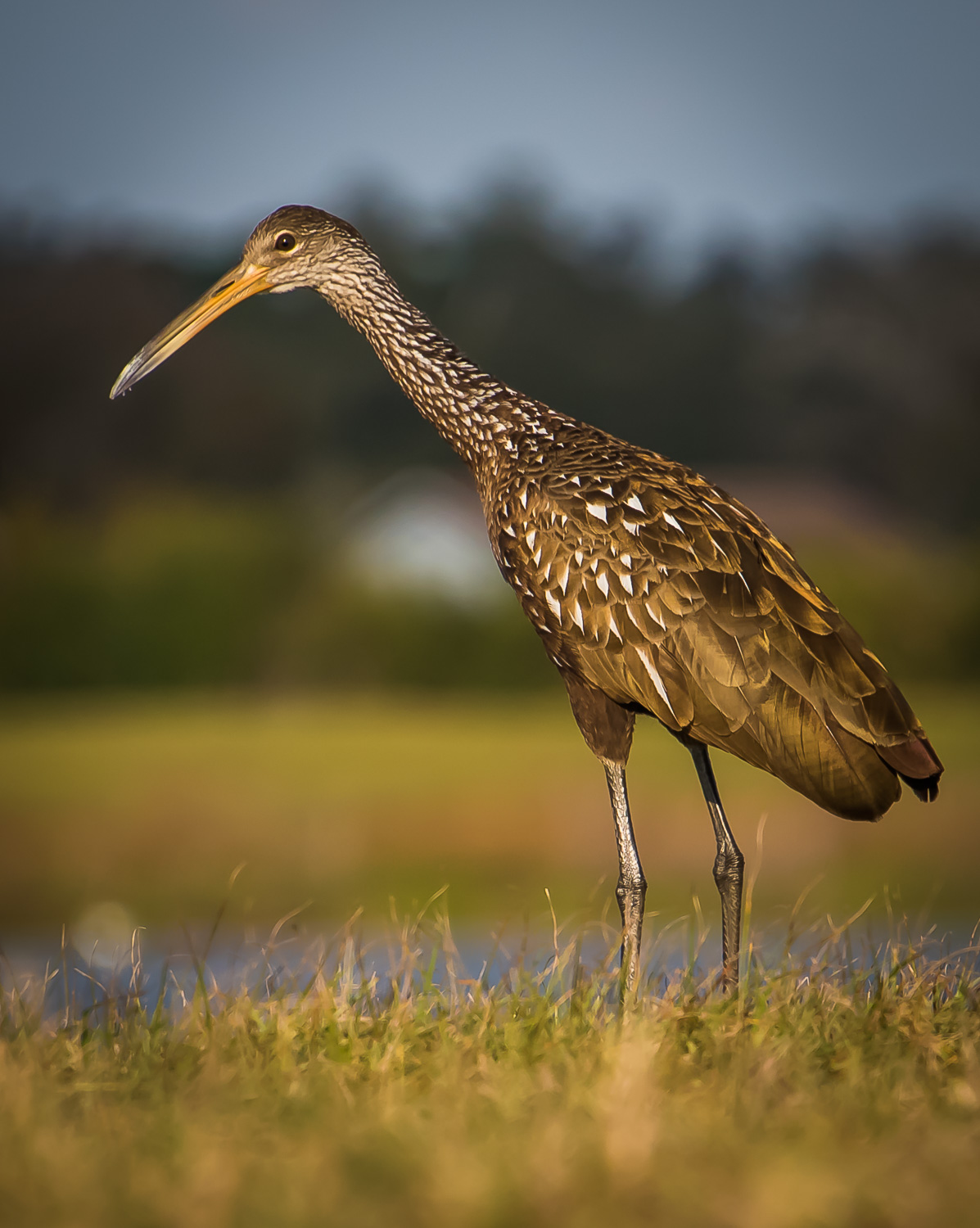Limpkin (Aramus guarauna) - The Lazy Naturalist - Sarasota, Florida