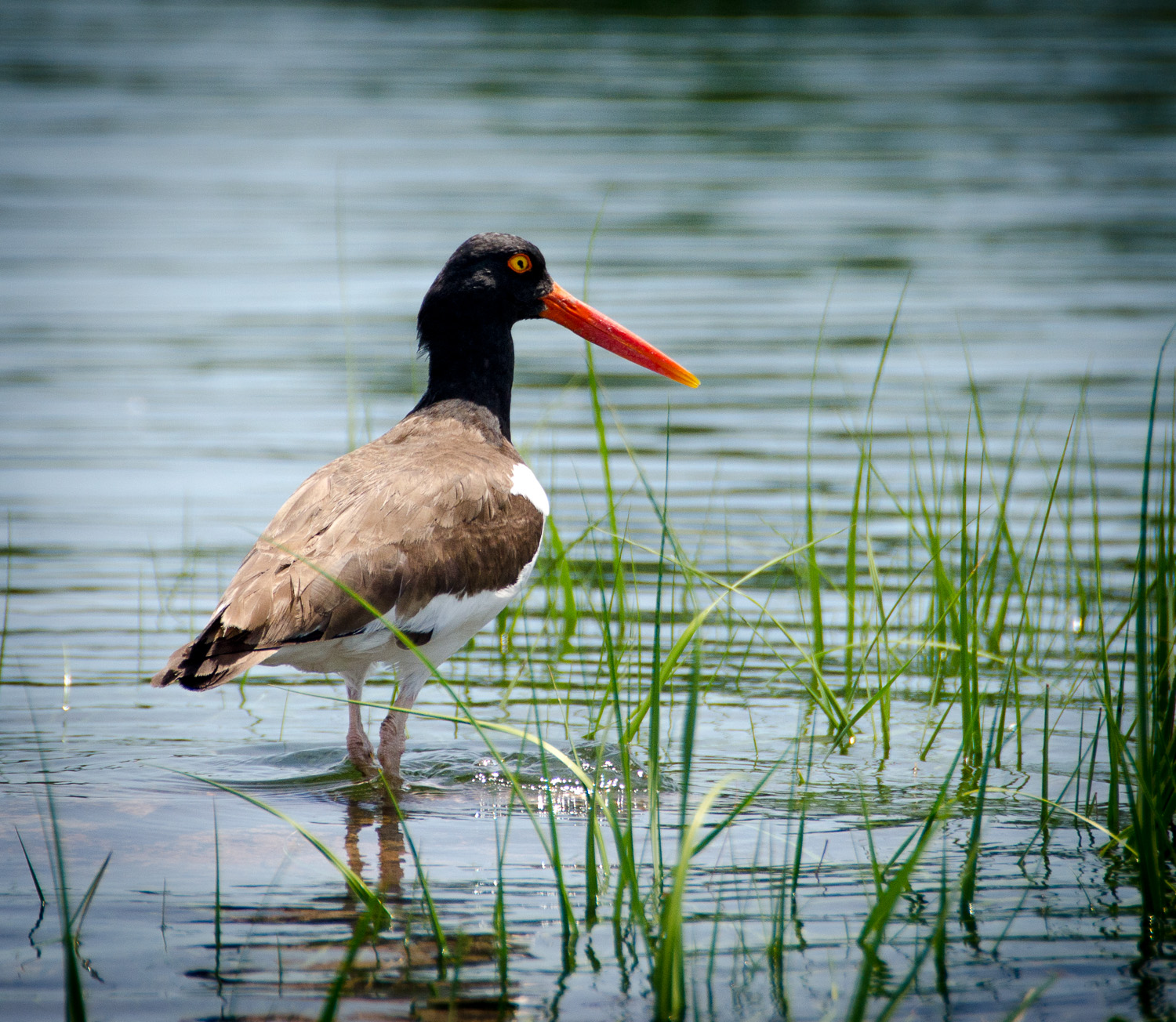 American Oystercatchers (Haematopus palliatus) - The Lazy Naturalist ...