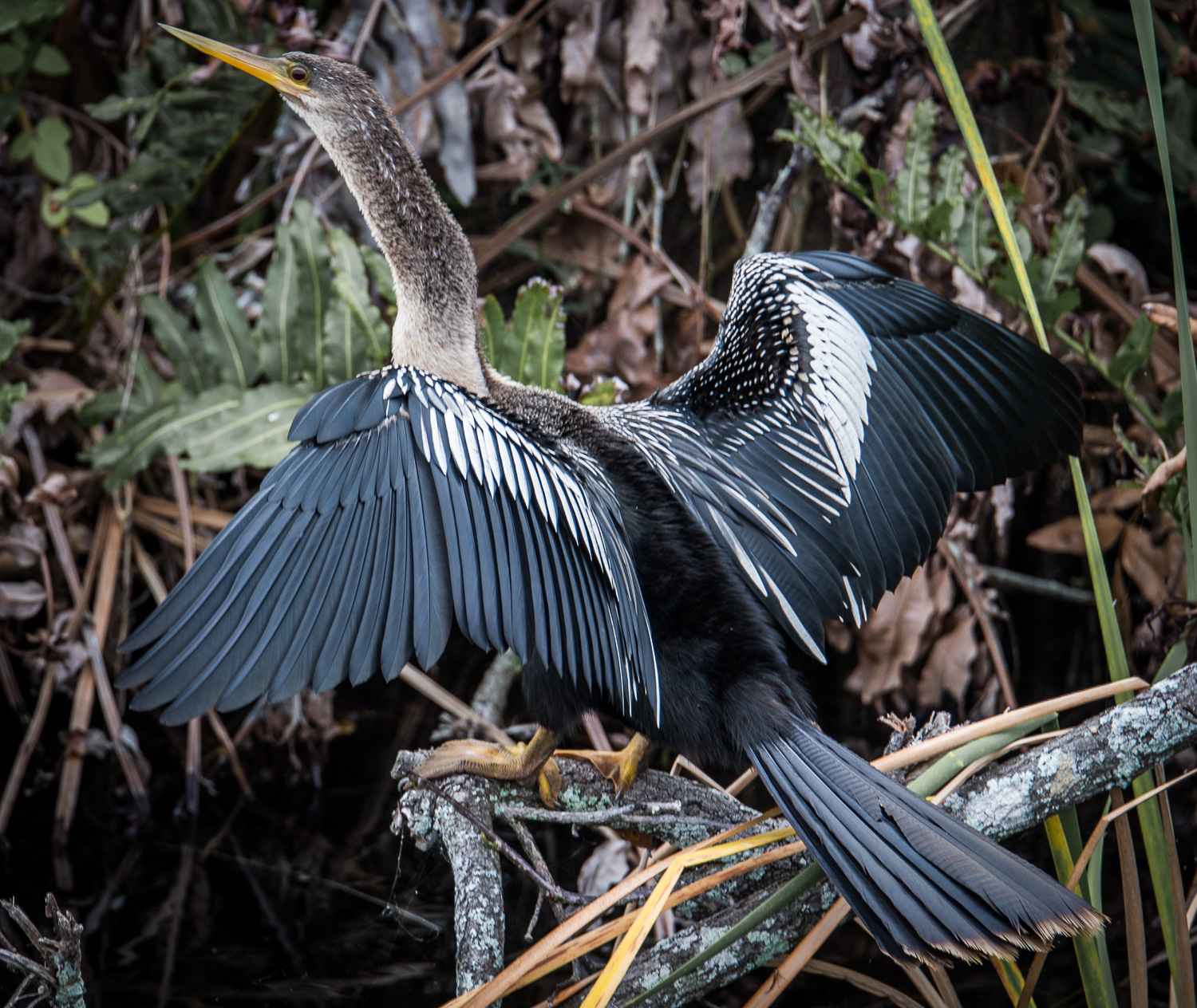 Anhinga (Anhinga anhinga) - The Lazy Naturalist - Sarasota, Florida