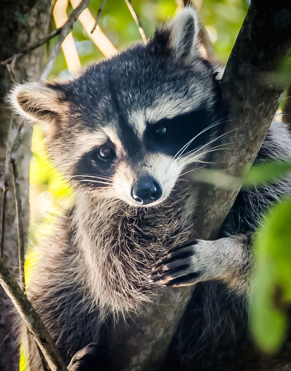 Raccoon (Procyon lotor) - The Lazy Naturalist - Sarasota, Florida