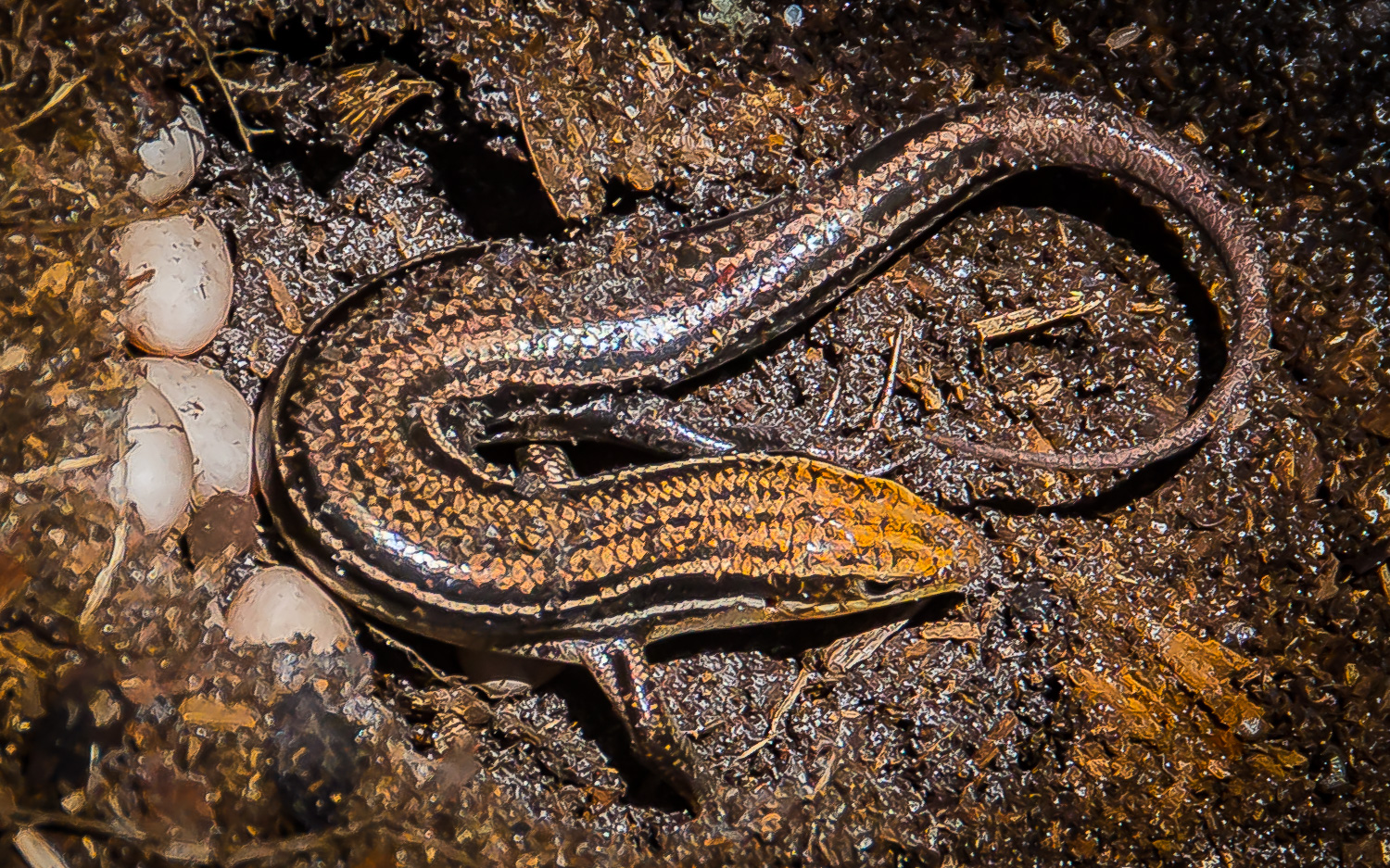 Five-lined Skink (Plestiodon fasciatus) - The Lazy Naturalist ...