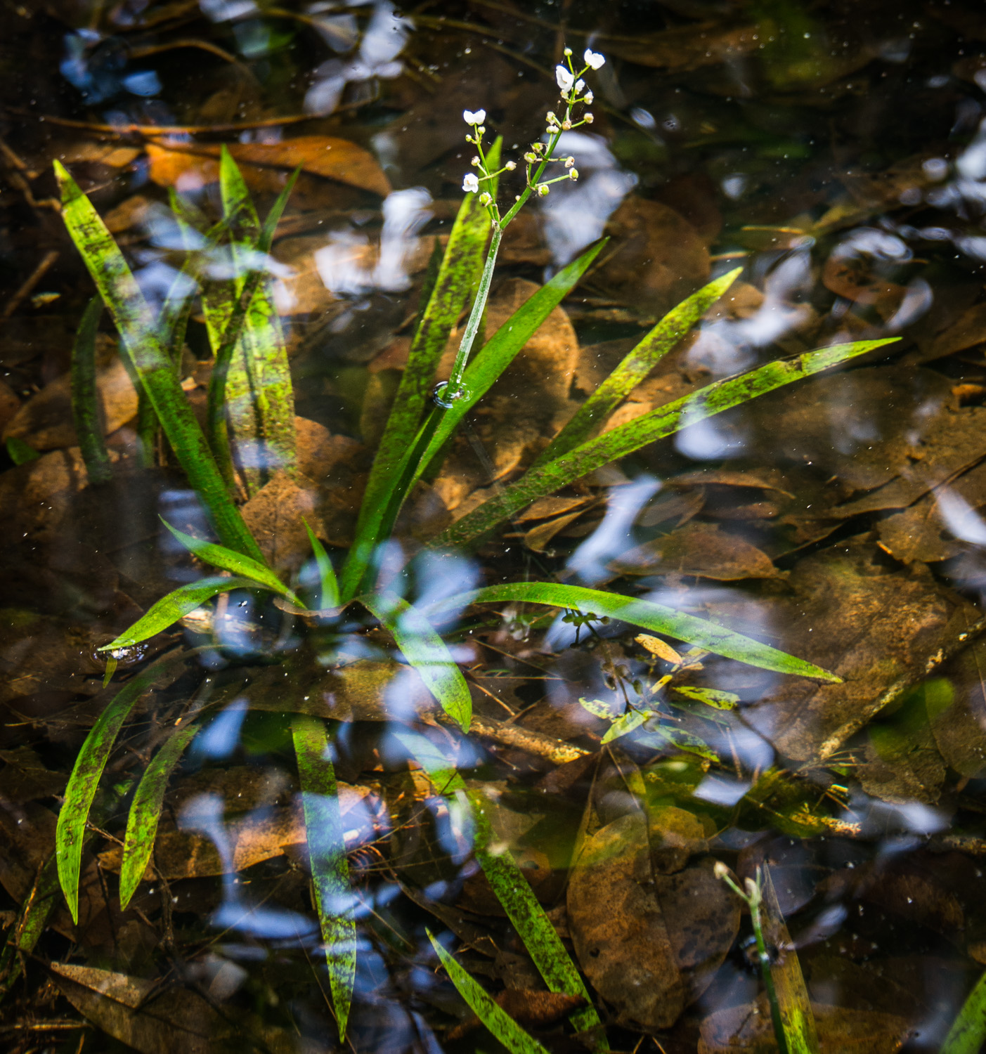 Arrowhead (Sagittaria latifolia) - The Lazy Naturalist - Sarasota, Florida