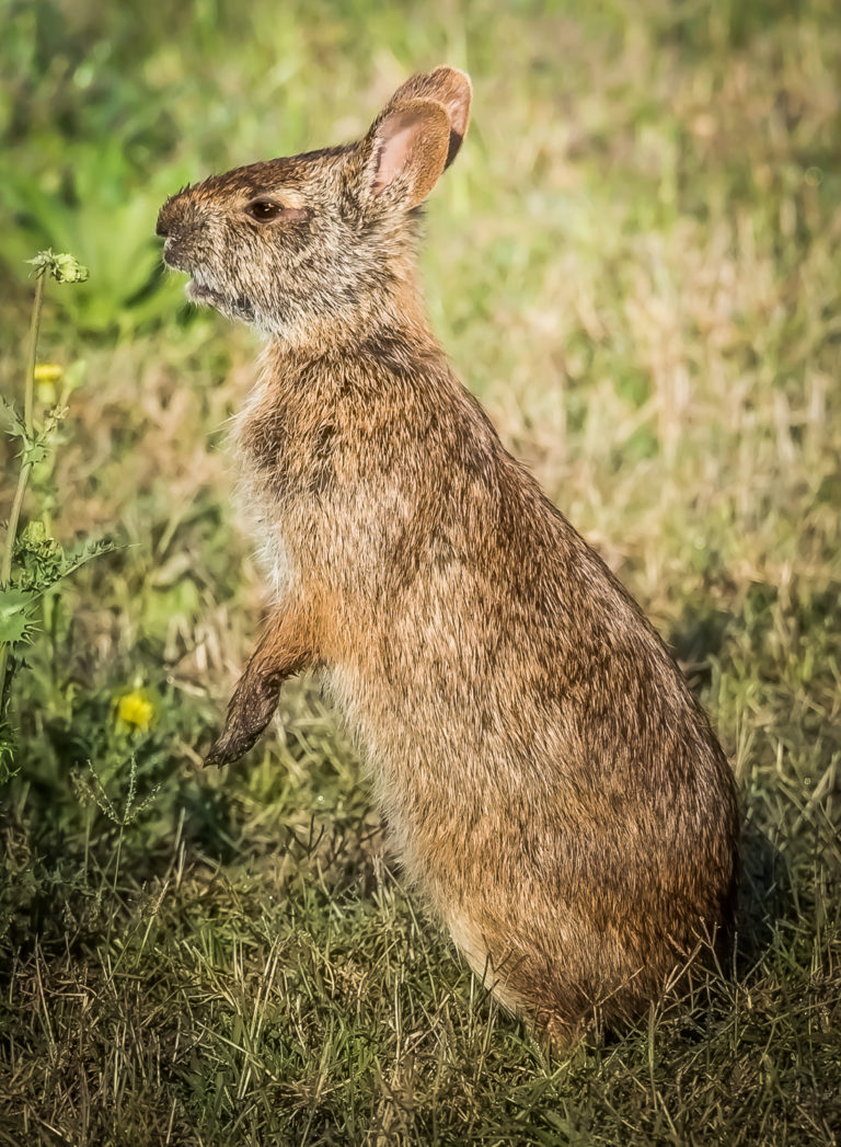 Marsh Rabbit (Sylvilagus palustris) - The Lazy Naturalist - Sarasota ...