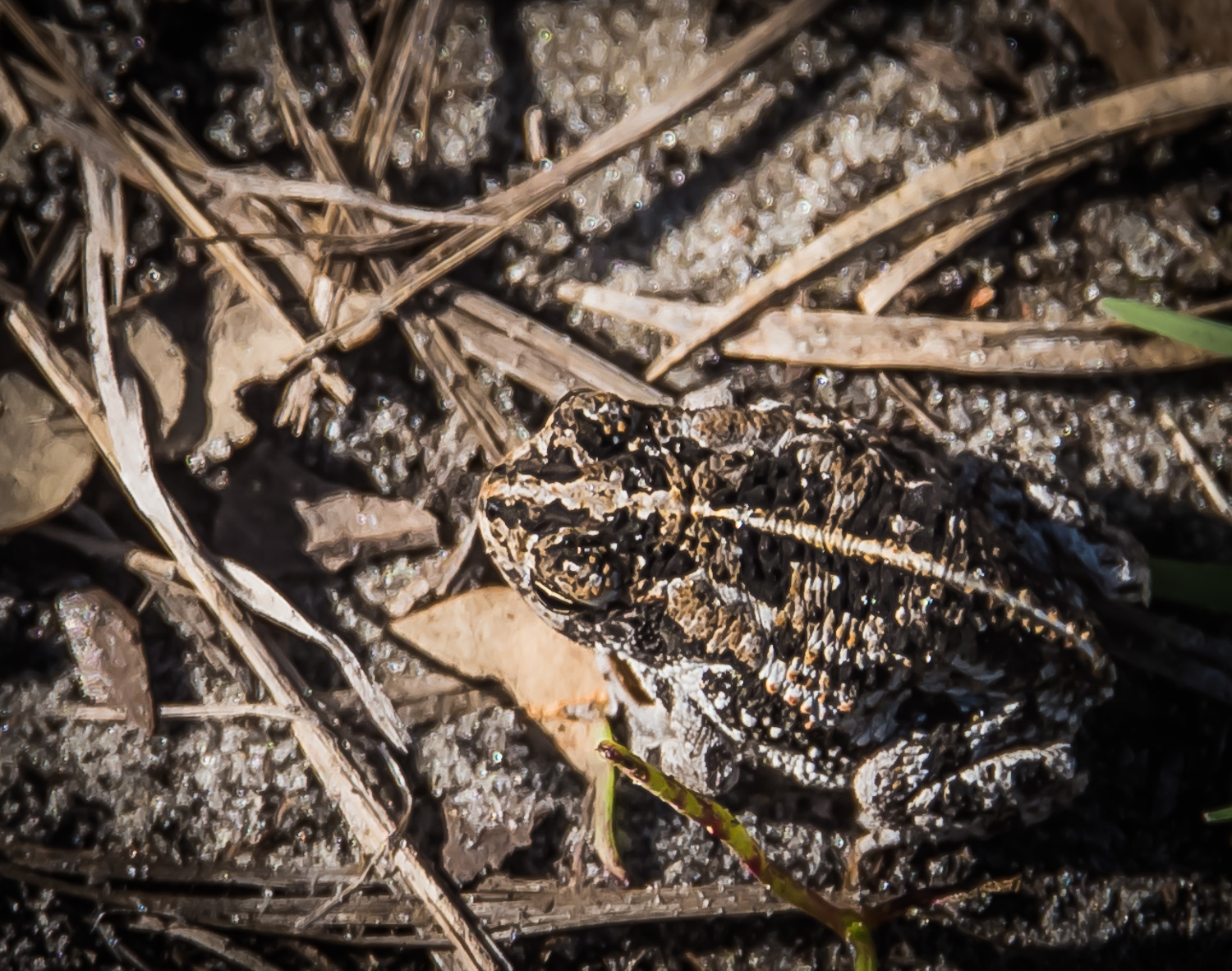 Oak Toad (Anaxyrus quercicus) - The Lazy Naturalist - Sarasota, Florida
