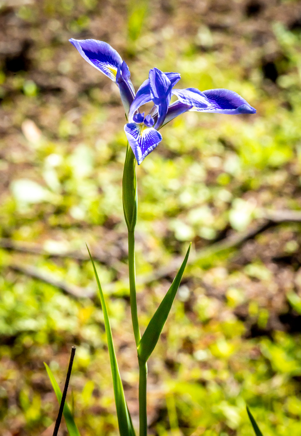 Virginia Iris (Iris virginica) - The Lazy Naturalist - Sarasota, Florida