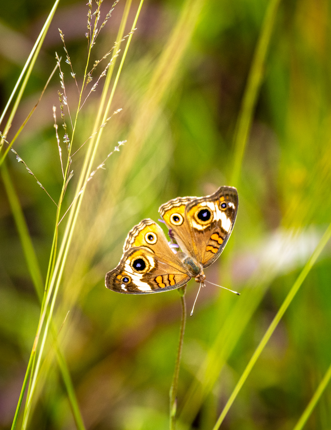 Buckeye Butterfly (Junonia coenia) - The Lazy Naturalist - Sarasota ...