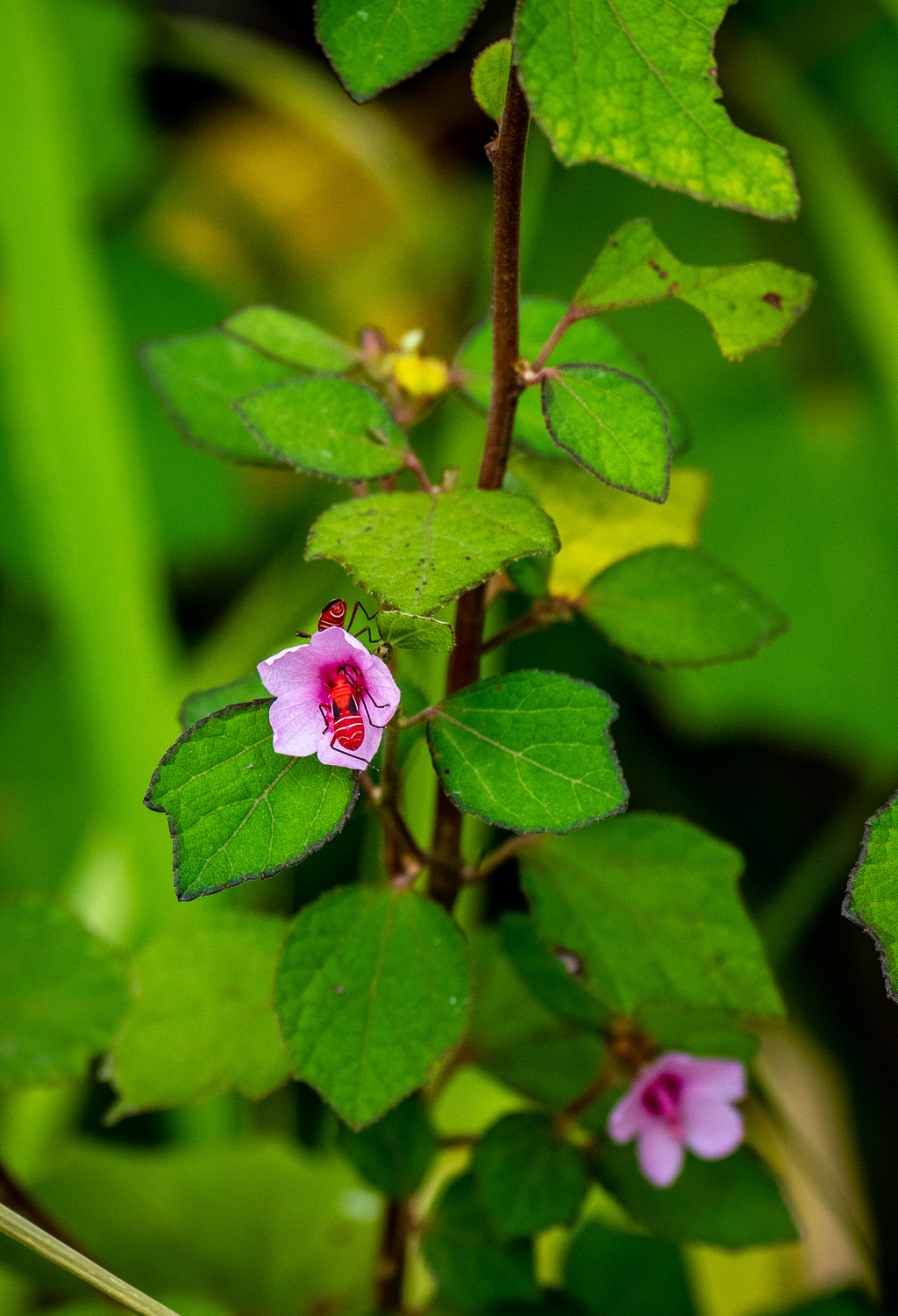 Caesar Weed (Urena lobata) - The Lazy Naturalist - Sarasota, Florida