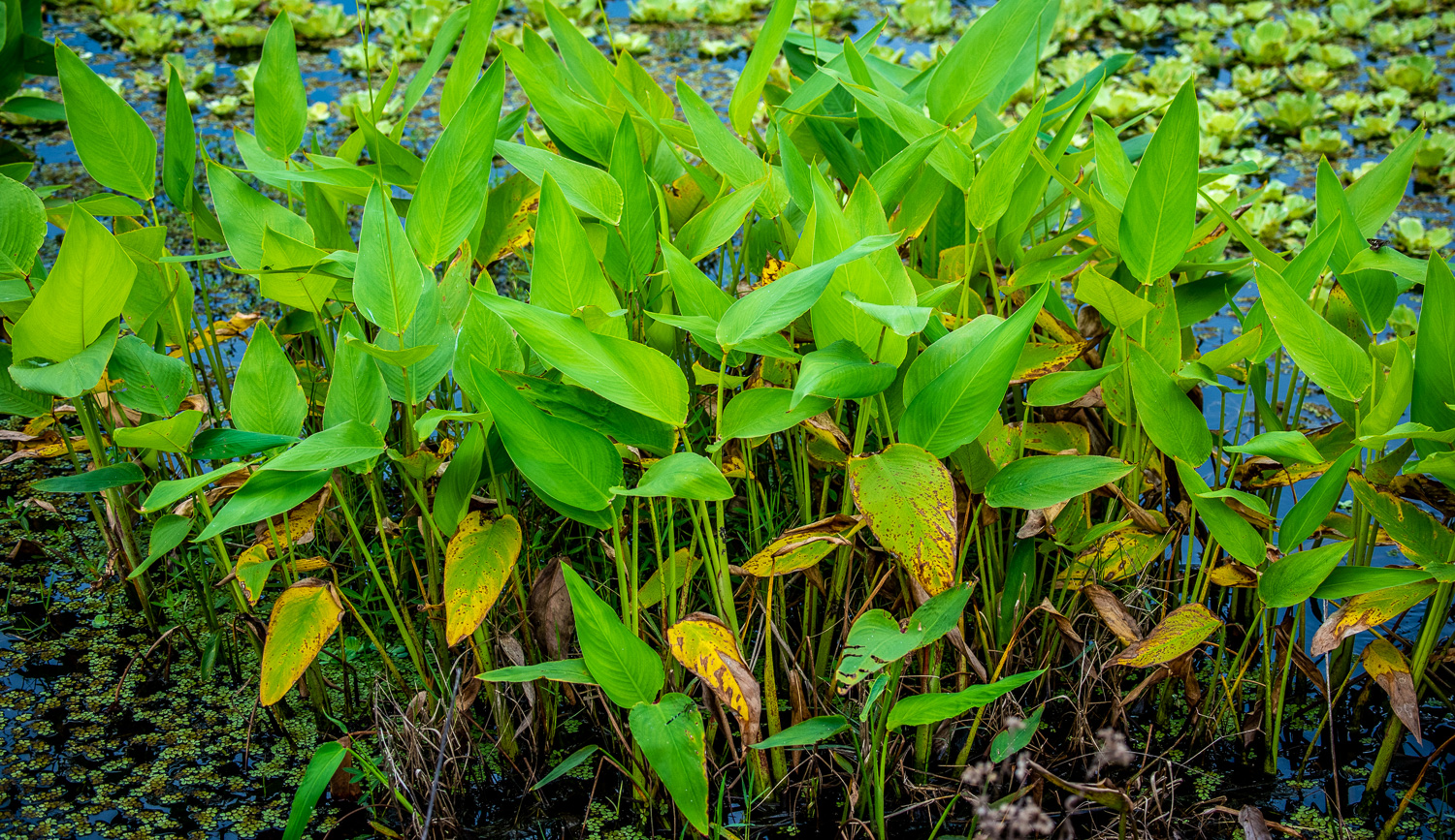 Alligator or Fire Flag (Thalia geniculata) - The Lazy Naturalist ...