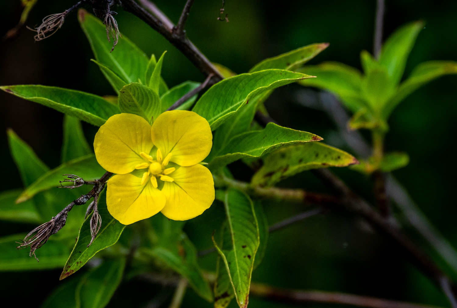 Primrose Willow (Ludwigia) - The Lazy Naturalist - Sarasota, Florida