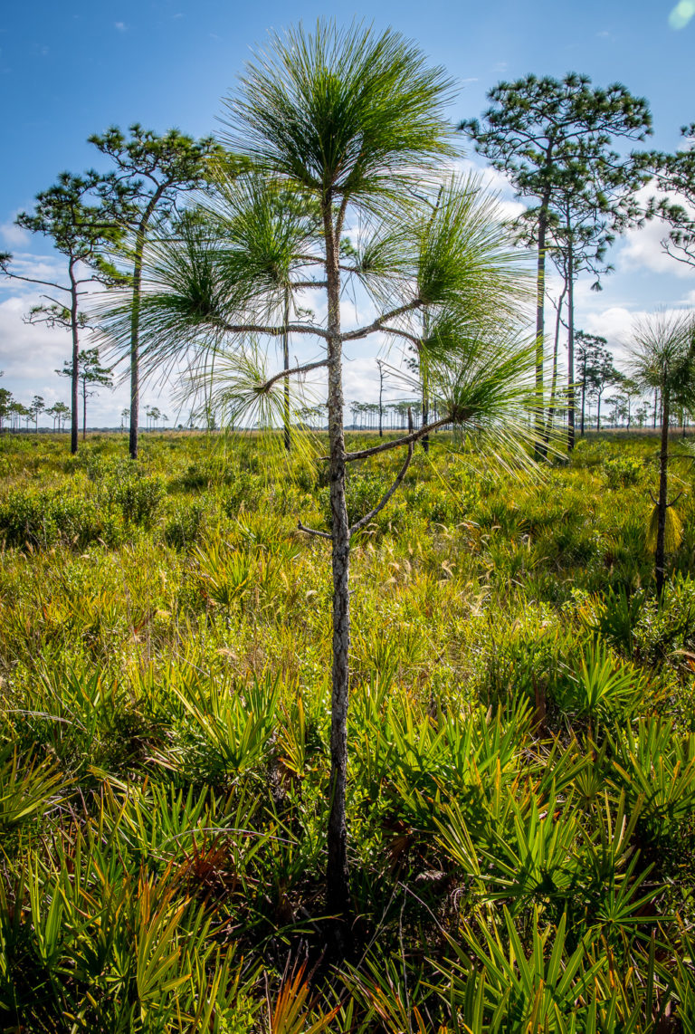 Longleaf Pine (Pinus palustris) - The Lazy Naturalist - Sarasota, Florida