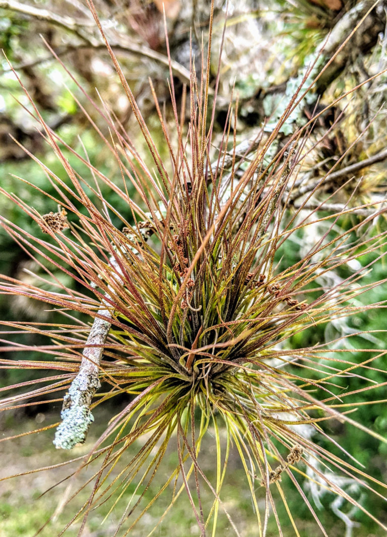 Southern Needleleaf (Tillandsia setacea) - The Lazy Naturalist ...