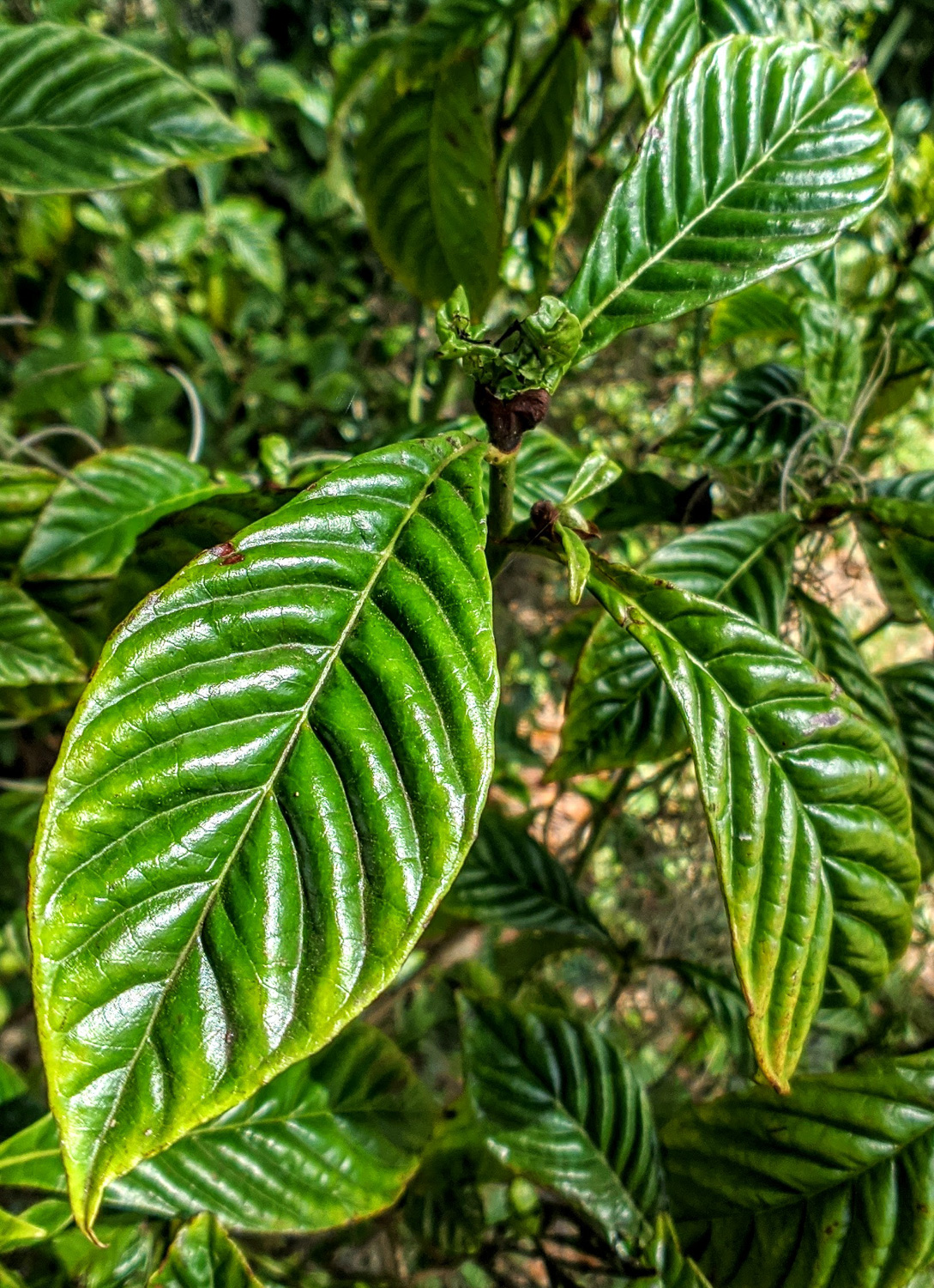 Wild Coffee (Psychotria) - The Lazy Naturalist - Sarasota, Florida