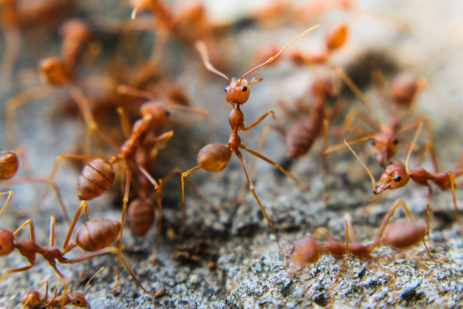 Red Imported Fire Ants (Solenopsis invicta) - The Lazy Naturalist ...