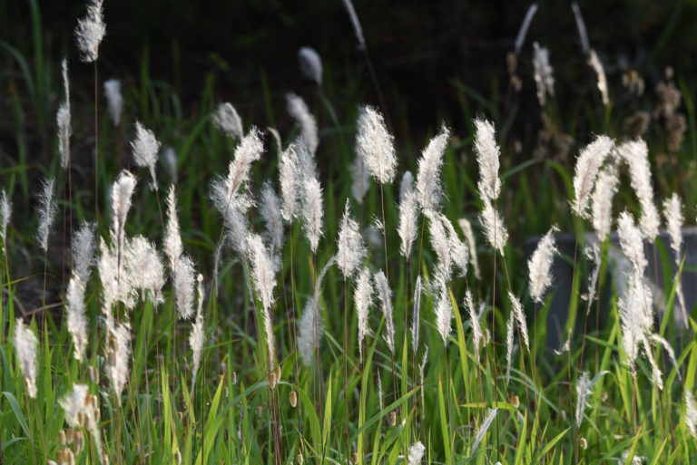 Cogon Grass (Imperata cylindrica) - The Lazy Naturalist - Sarasota, Florida