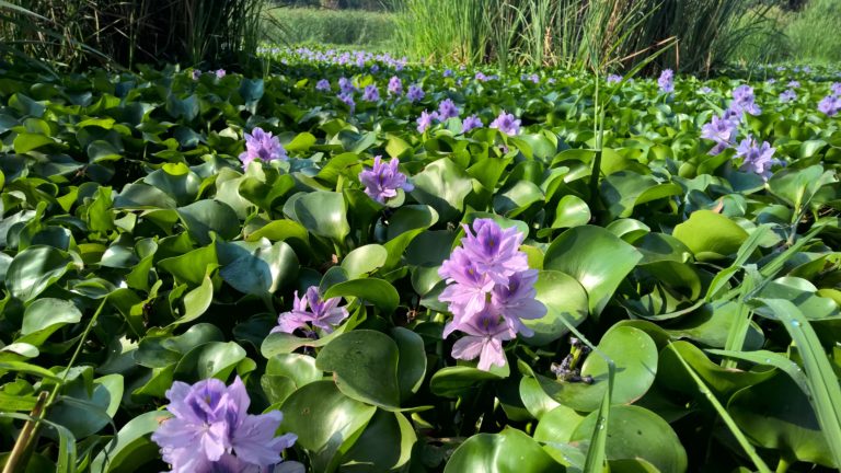 Water Hyacinth (Eichhornia crassipes) - The Lazy Naturalist - Sarasota ...