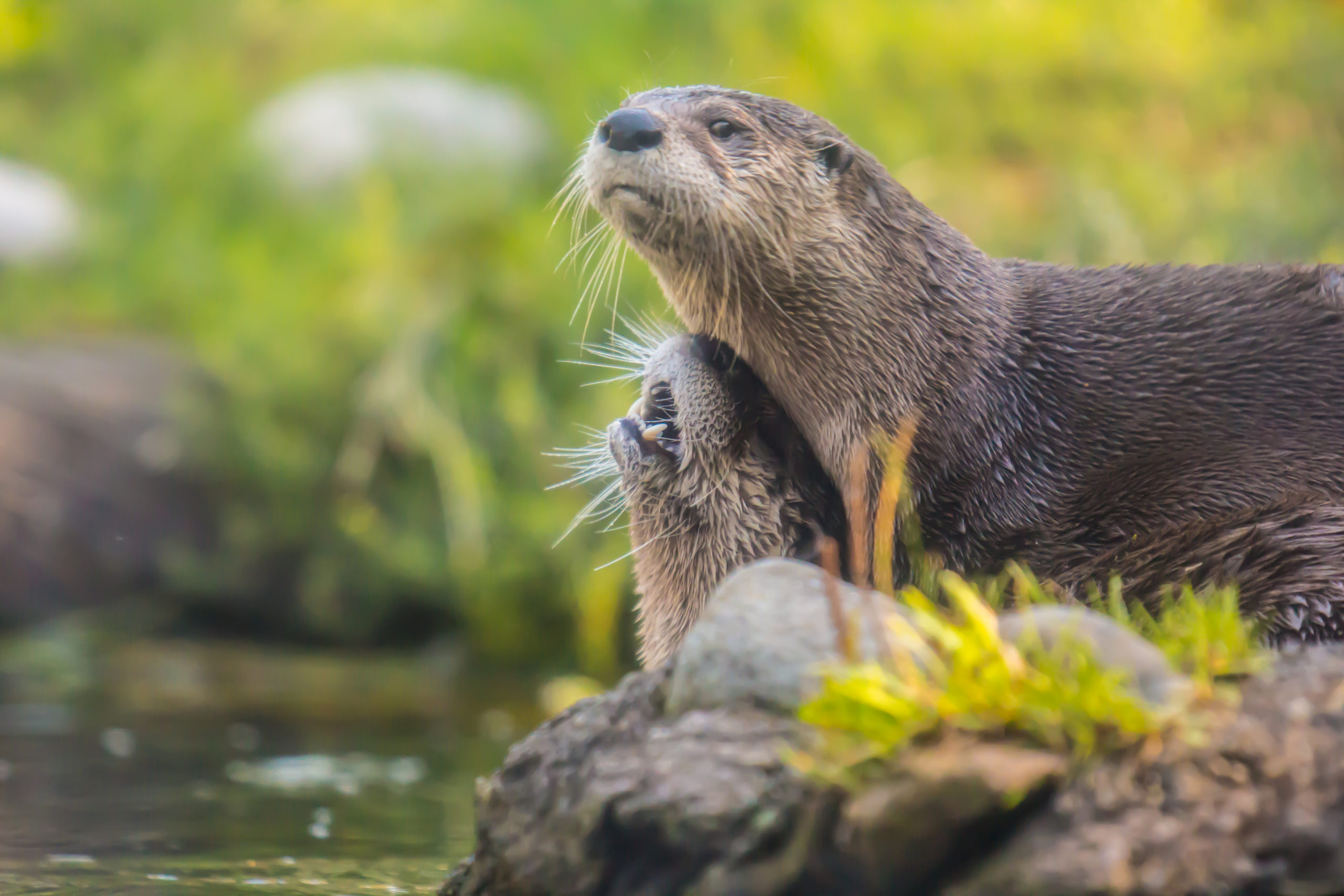 River Otter (Lontra canadensis) - The Lazy Naturalist - Sarasota, Florida