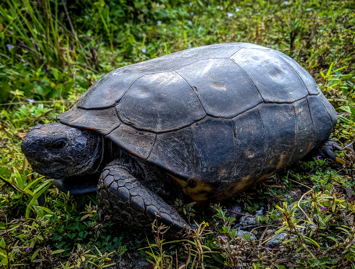 Gopher Tortoise (Gopherus polyphemus) - The Lazy Naturalist - Sarasota ...