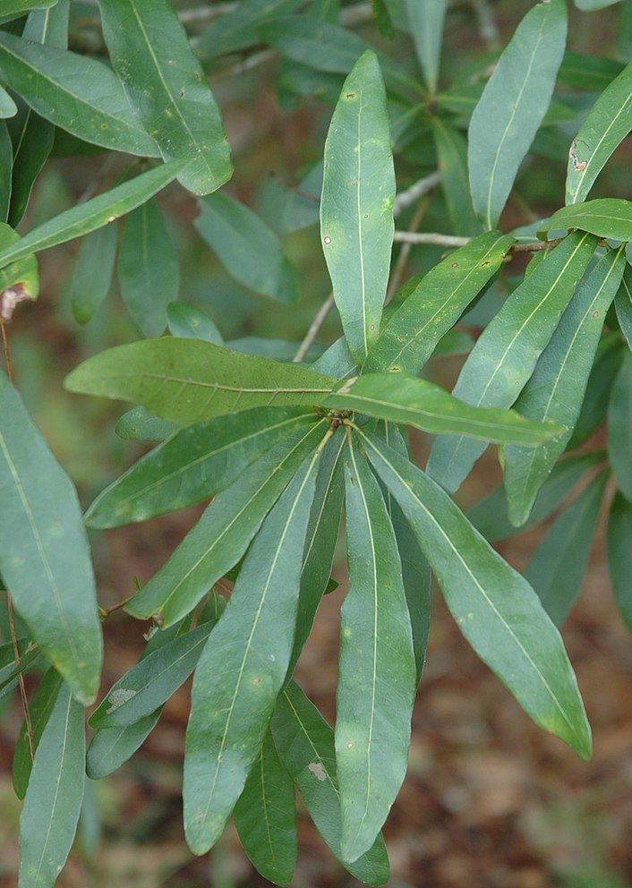 Laurel Oak (Quercus laurifolia) - The Lazy Naturalist - Sarasota, Florida