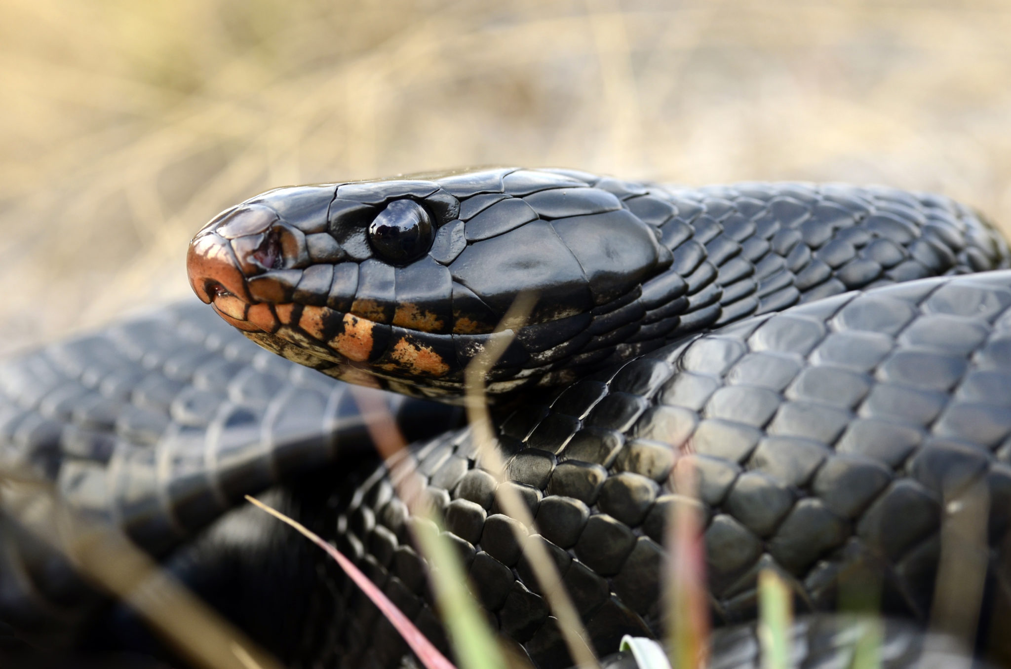 Indigo Snake (Drymarchon couperi) - The Lazy Naturalist - Sarasota, Florida