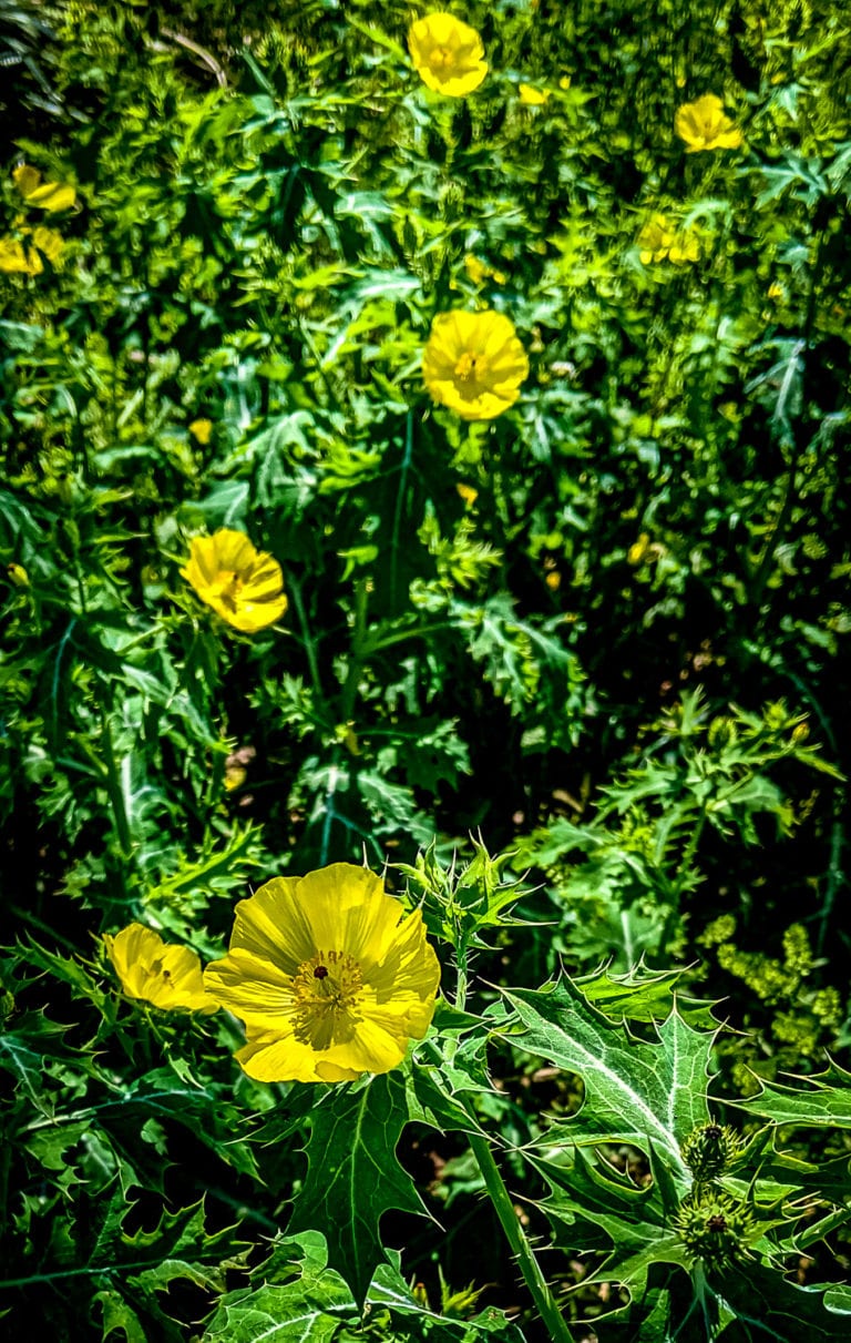 Mexican Prickly Poppy (Argemone mexicana) - The Lazy Naturalist ...