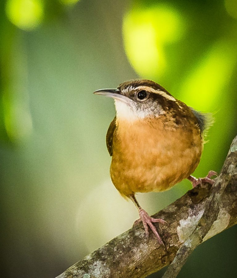Carolina Wren (Thryothorus ludovicianus) - The Lazy Naturalist ...