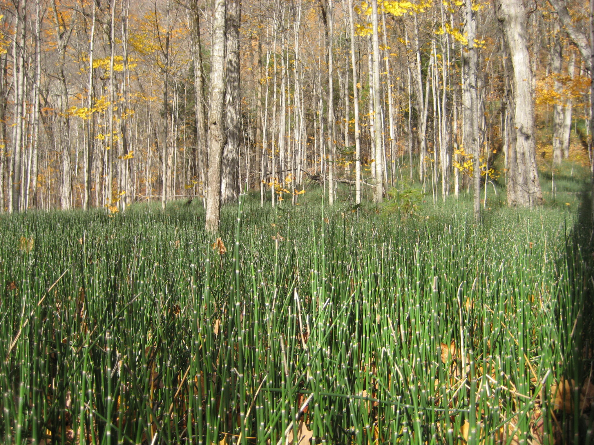 Rough Horsetail (Equisetum hyemale) - The Lazy Naturalist - Sarasota ...