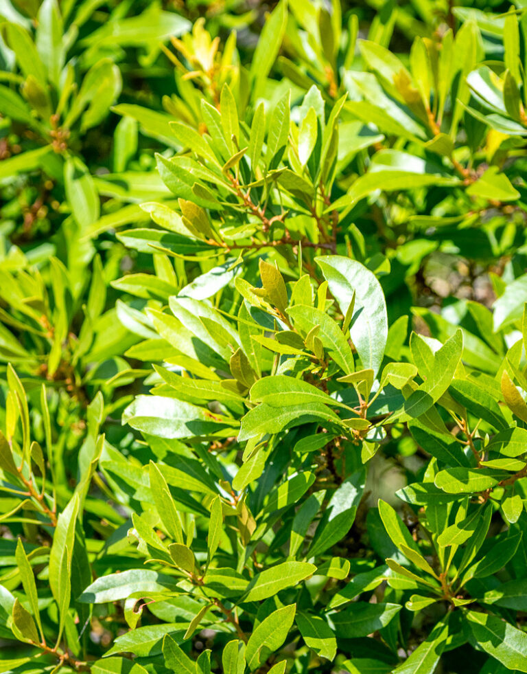 Southern Wax Myrtle (Myrica cerifera) - The Lazy Naturalist - Sarasota ...