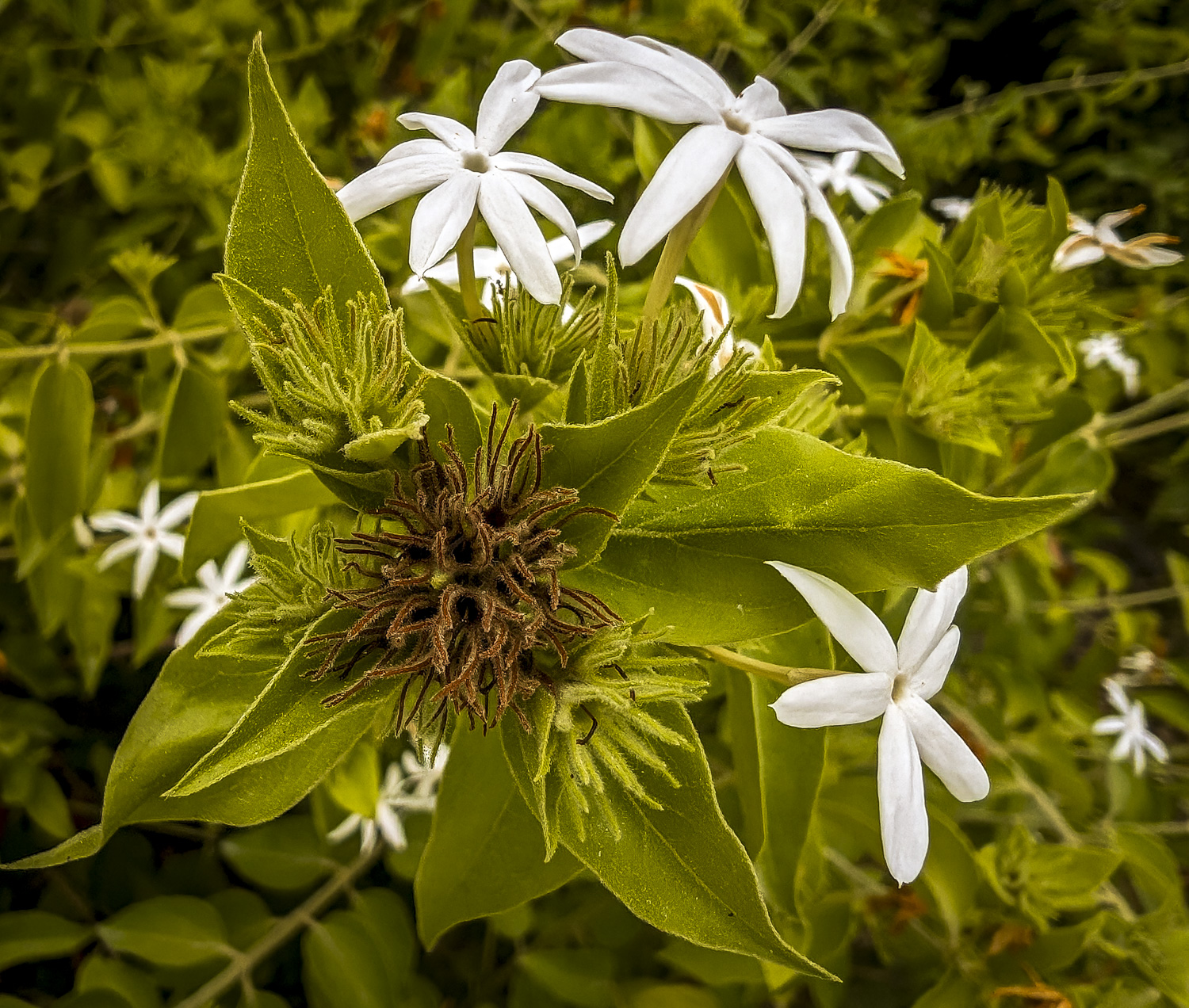 Star Jasmine (Jasminum multiflorum) - The Lazy Naturalist - Sarasota ...